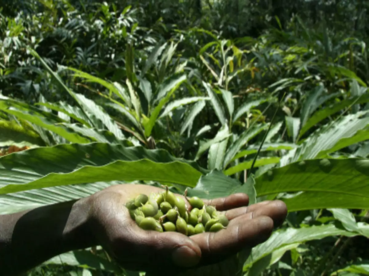 Major cardamom (small) producing states in India - production and area ...
