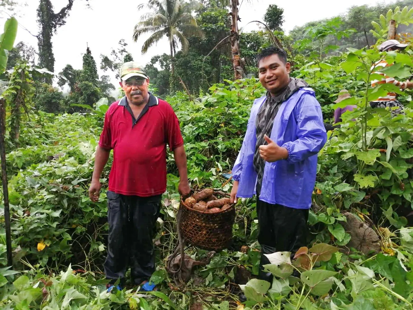Sweet Potato Farming In The Philippines Sweet Potato Production On The