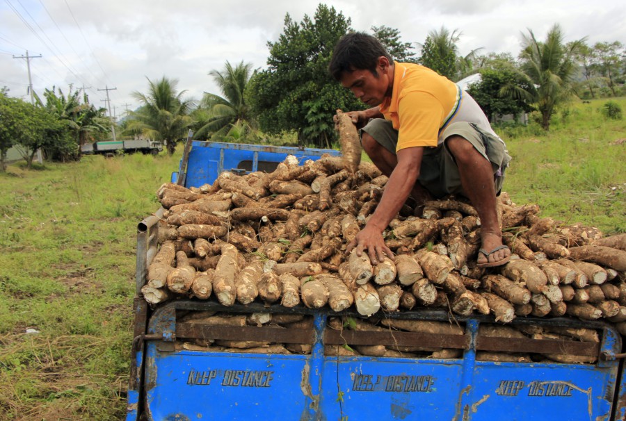 Major Cassava Producing Regions In Philippines Production And Area