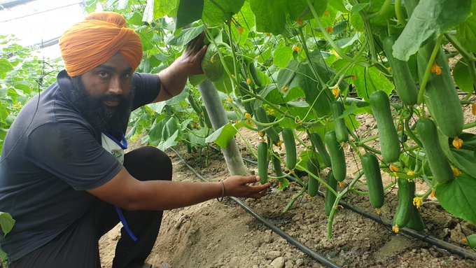 Top 10 Cucumber producing states in India [2021-22]